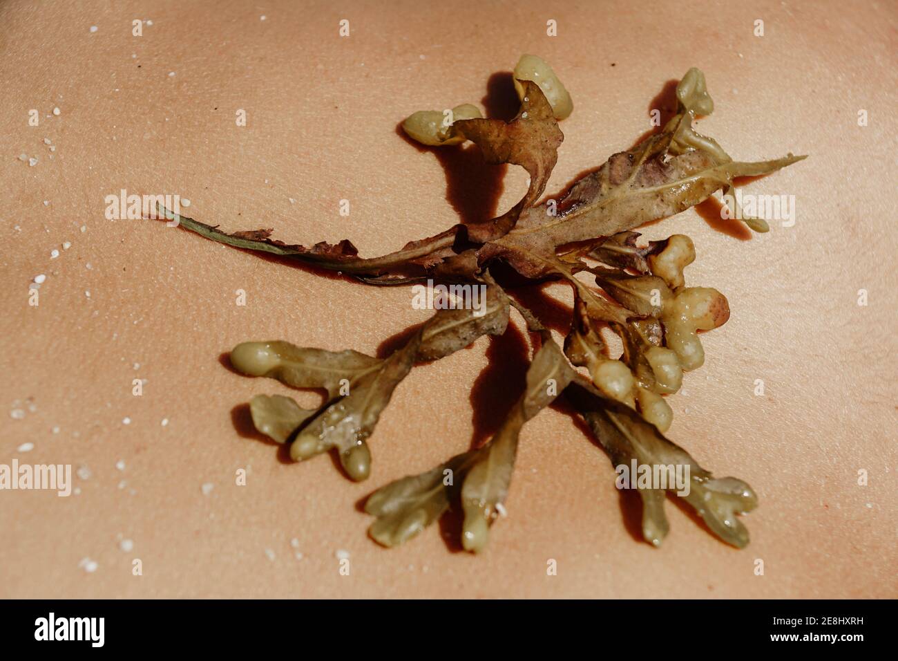 Top view of bladder wrack seaweed on body of crop unrecognizable tanned ...