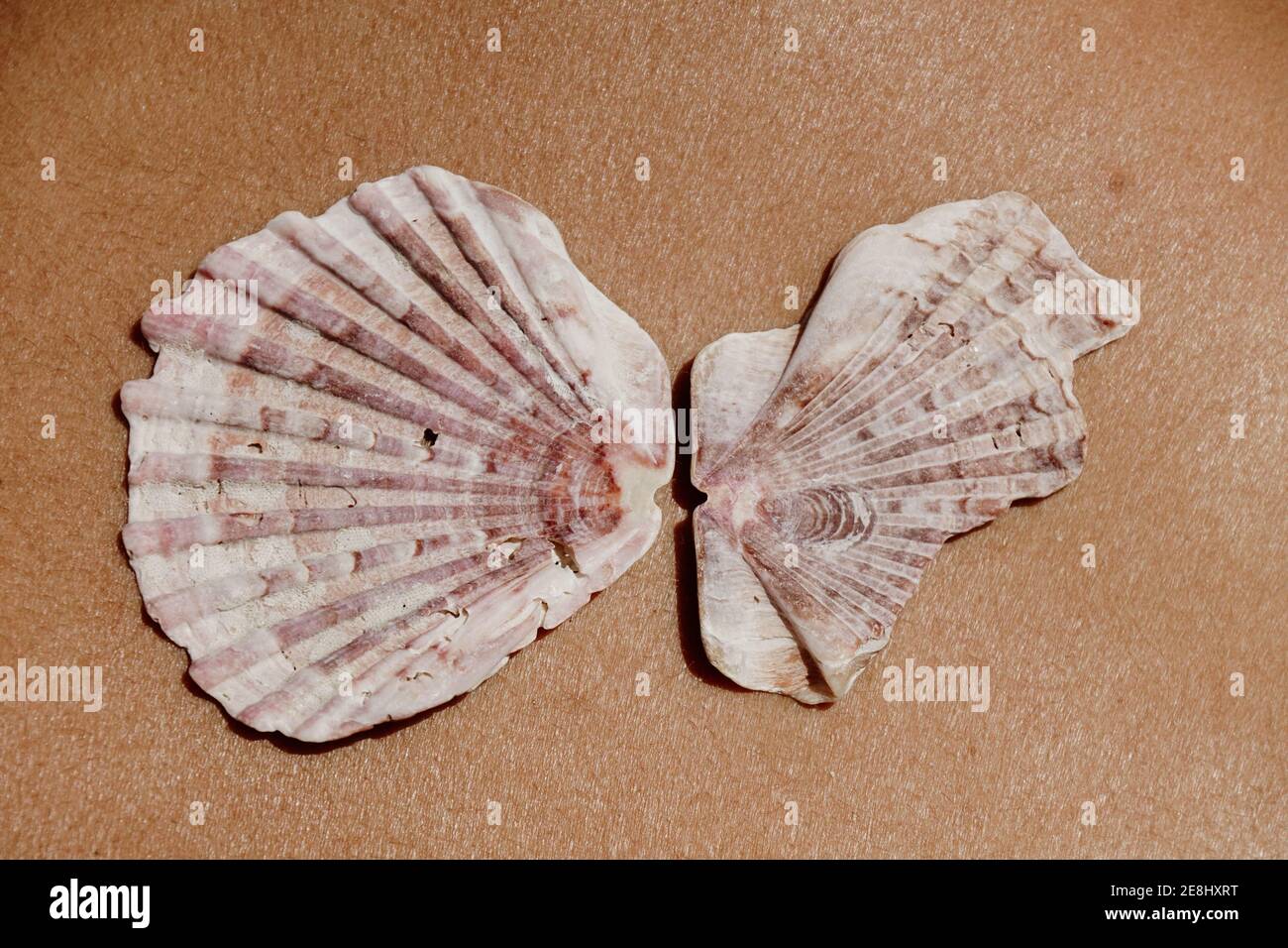 From above of various seashell placed on tanned body of crop ...