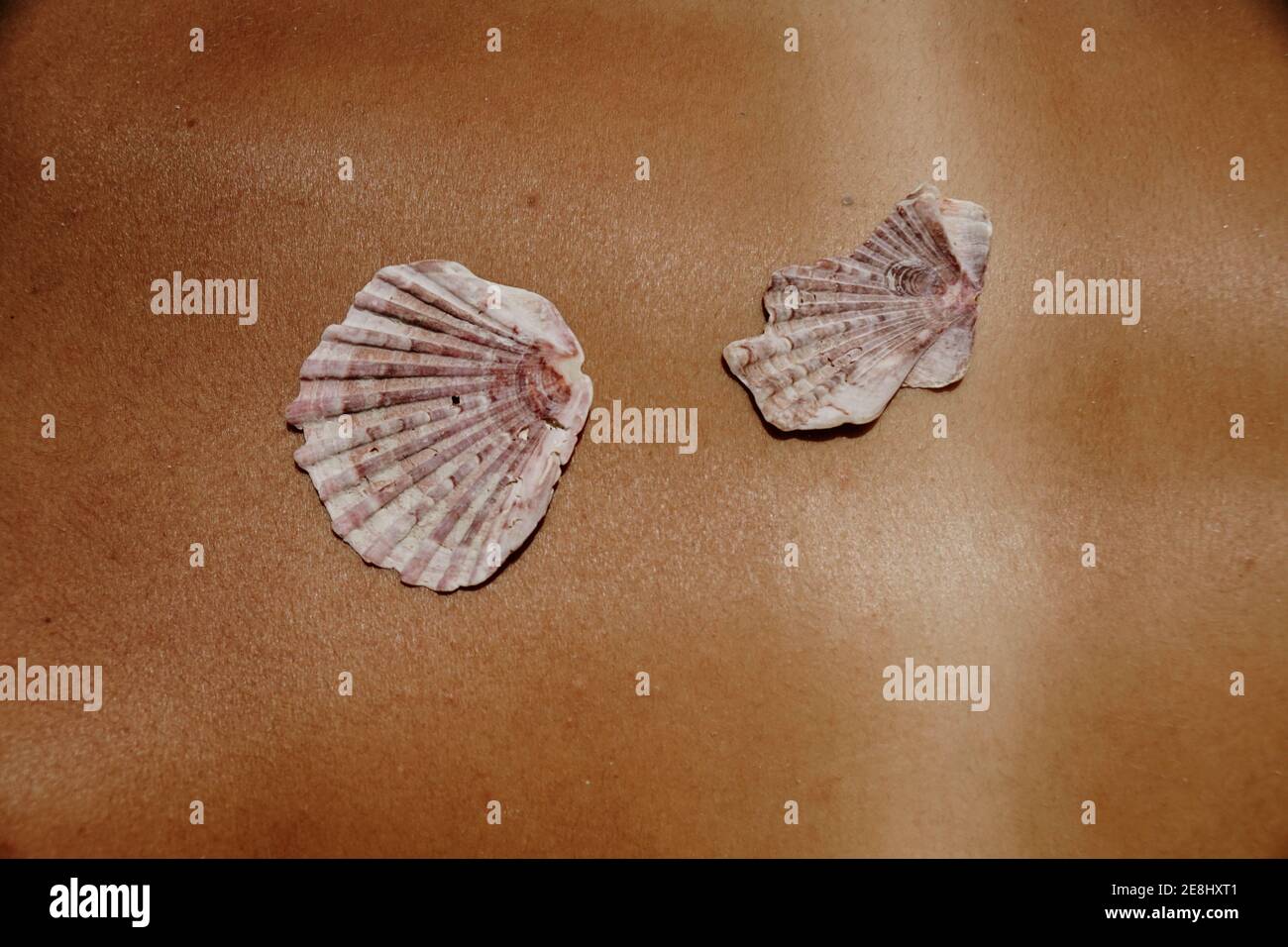 From above of various seashells placed on tanned body of crop ...