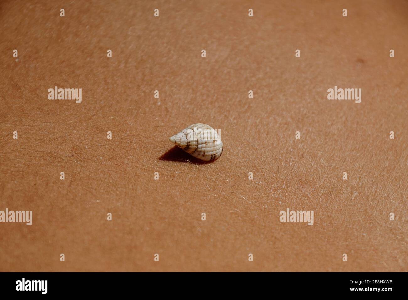 From above of various seashell placed on tanned body of crop ...