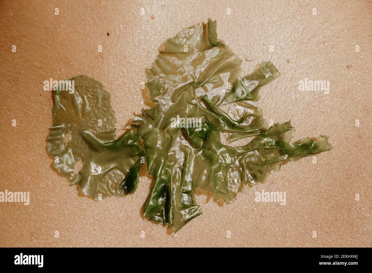 Top view of bladder wrack seaweed on body of crop unrecognizable tanned ...