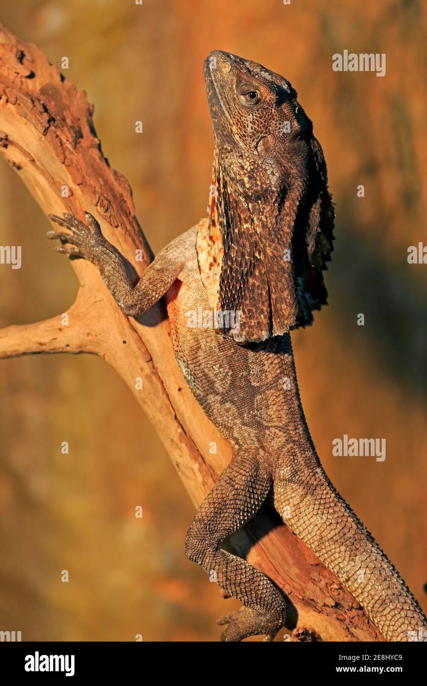 Lizard island australia hi-res stock photography and images - Alamy