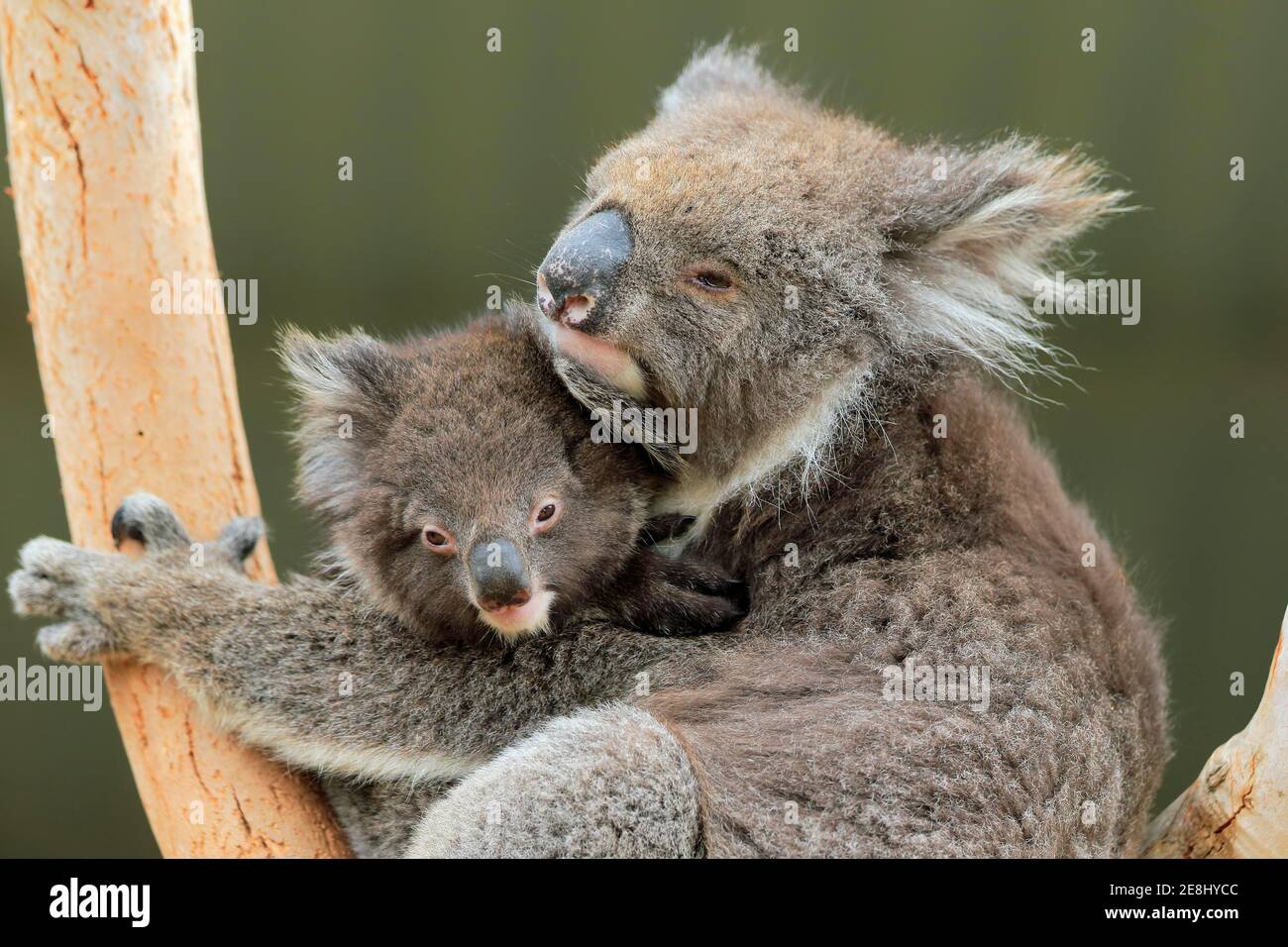 Koalas (Phascolarctos cinereus), mother with young on tree, social ...