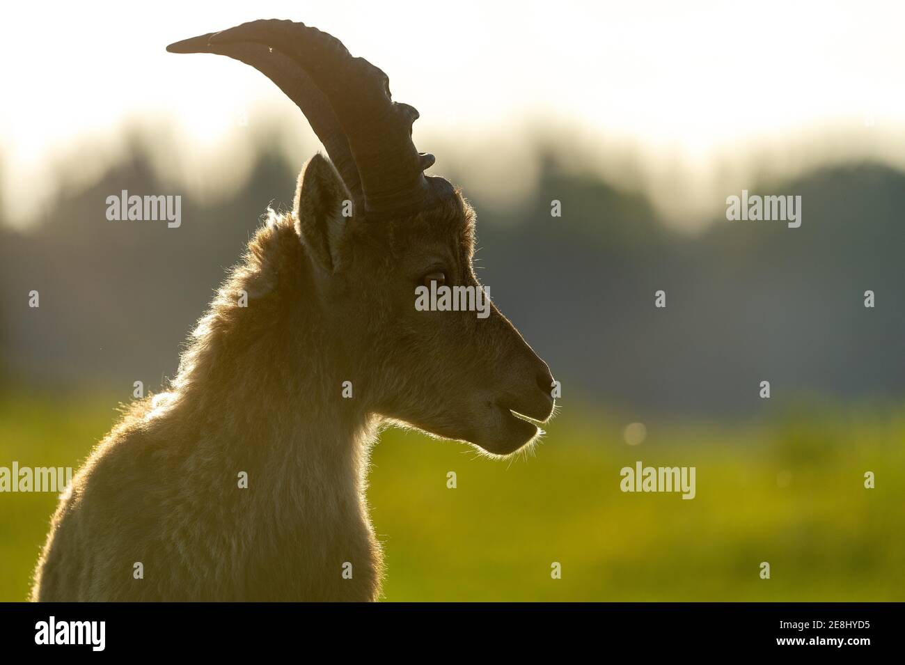 Ibex (Capra ibex), young animal in the backlight Stock Photo - Alamy