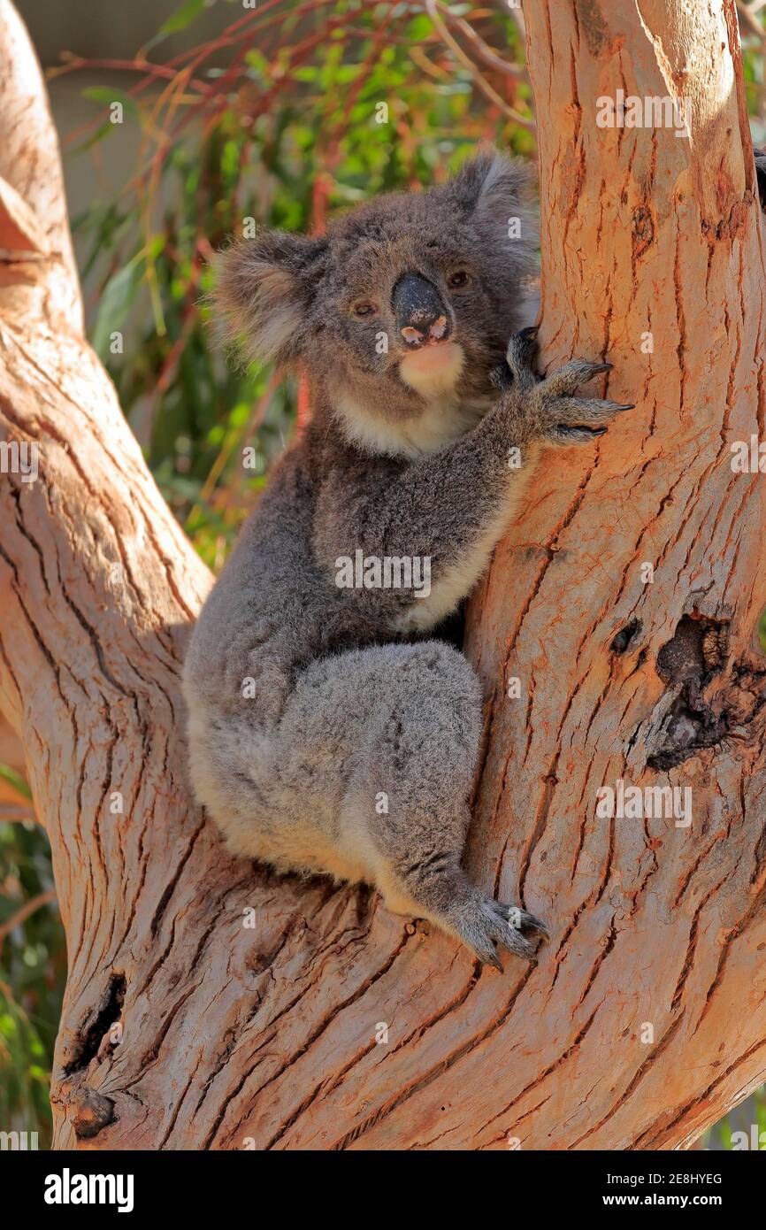 Koala (Phascolarctos cinereus), adult, sitting in branch fork, Kangaroo ...