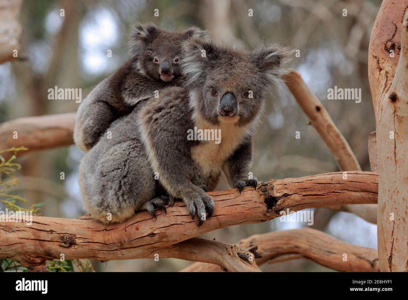 Koalas (Phascolarctos cinereus), mother with young on her back sitting ...