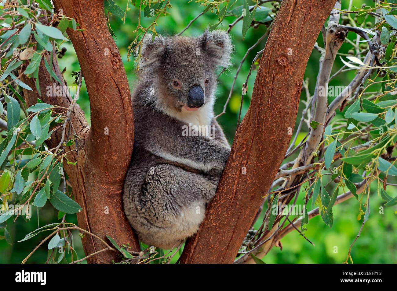 Koala (Phascolarctos cinereus), adult, on tree, Kangaroo Island ...