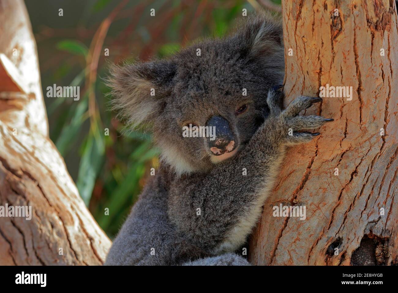 Koala (Phascolarctos cinereus), adult, portrait, sitting in tree ...
