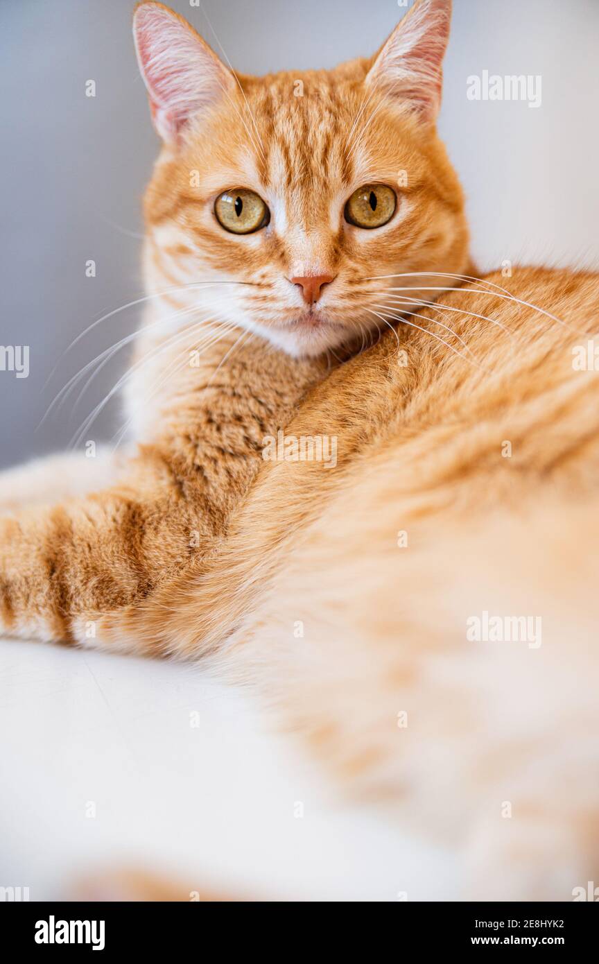 Focused cat hi-res stock photography and images - Alamy