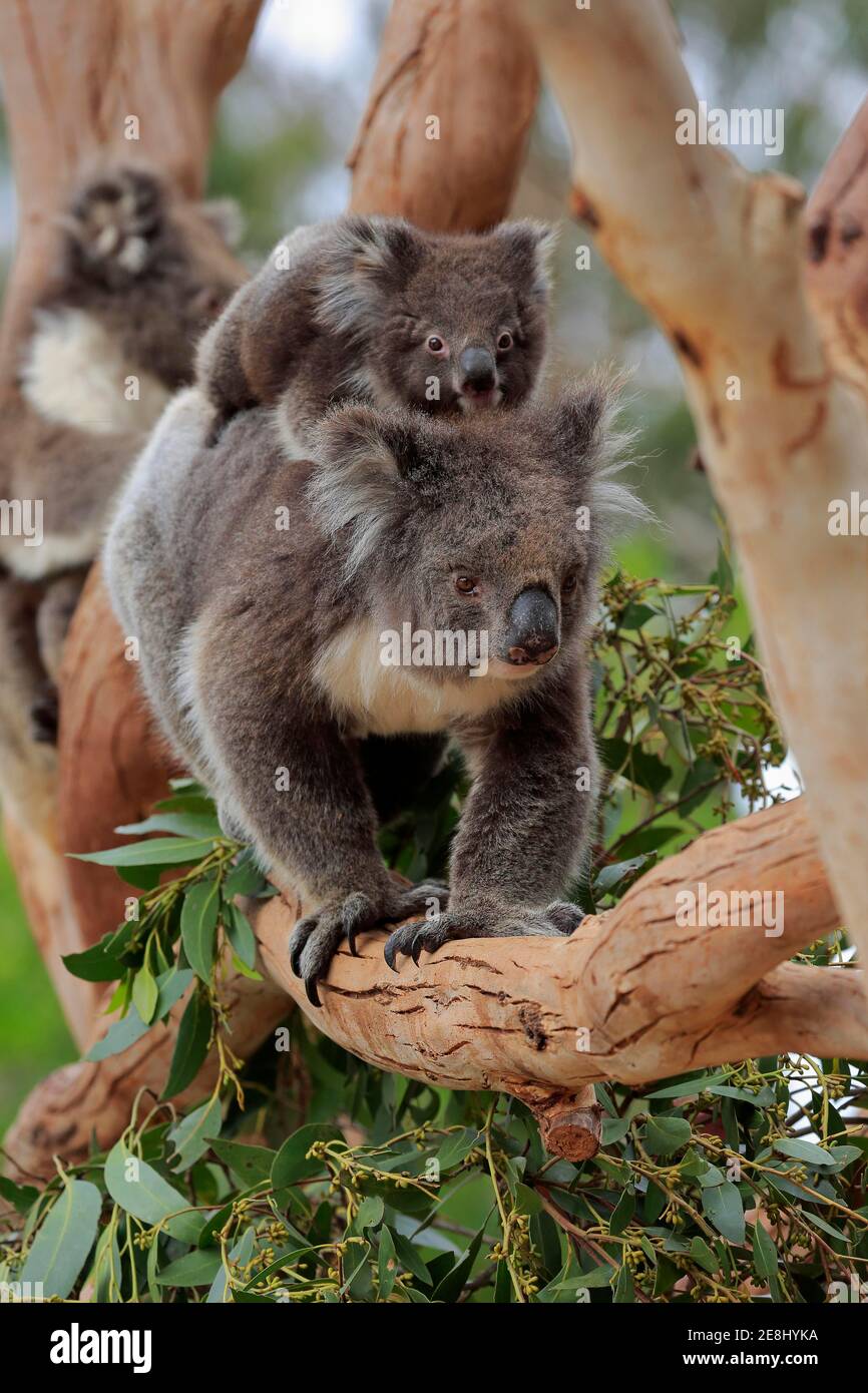 Running koala hi-res stock photography and images - Alamy