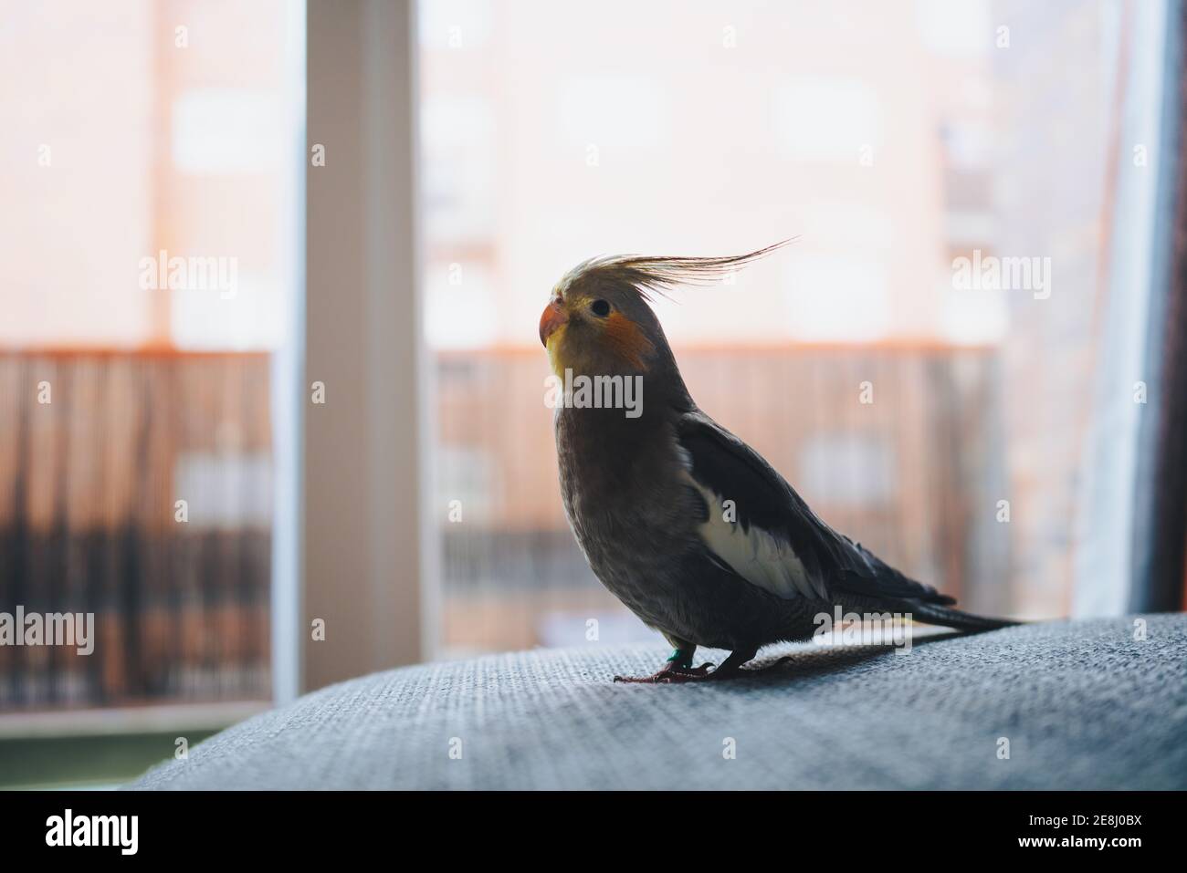 Side view of funny exotic cockatiel bird standing on sofa placed near ...