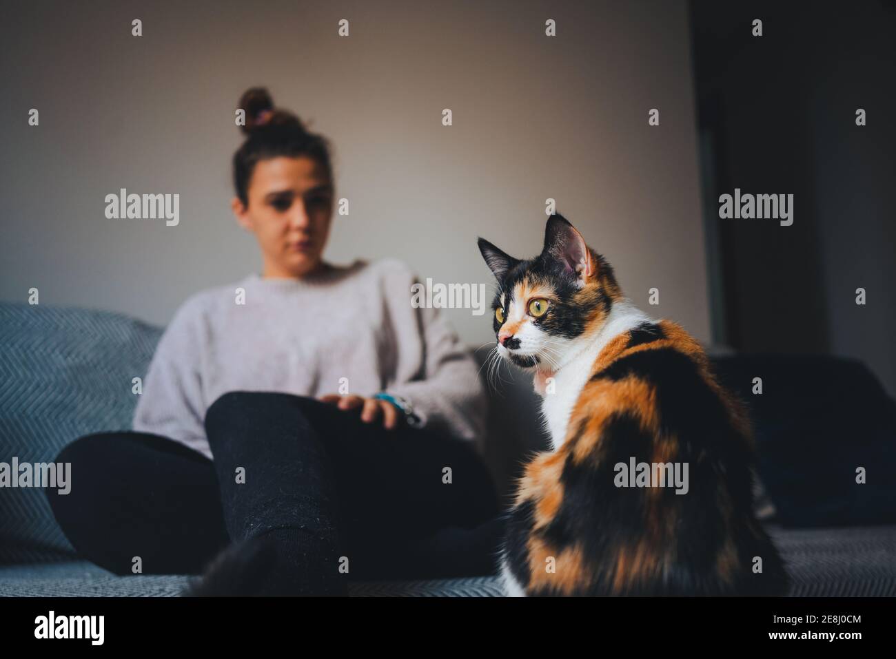 Adorable calico cat in modern apartment and side view of young lady in ...