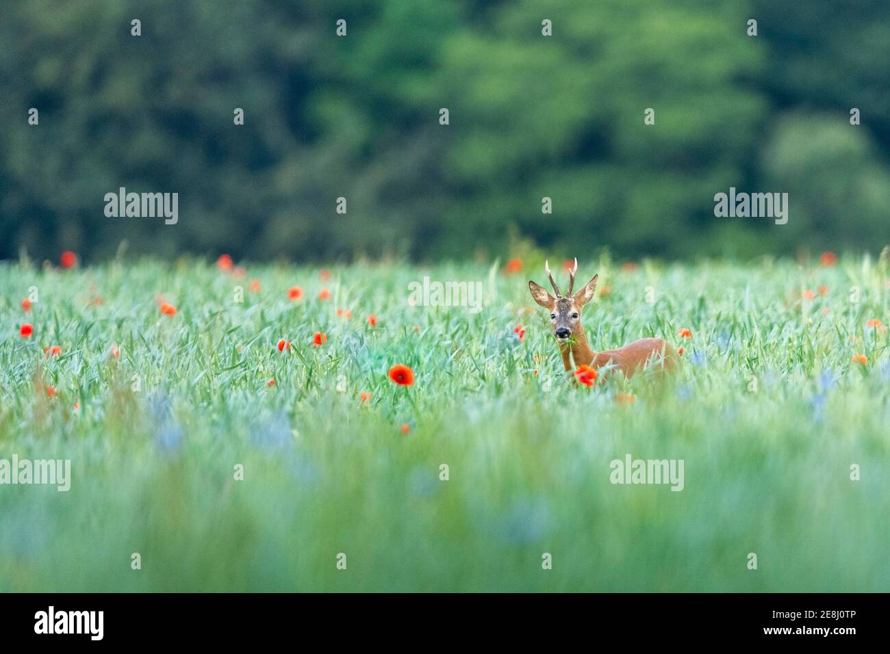 European roe deer (Capreolus capreolus), Guxhagen, Hesse, Germany Stock ...