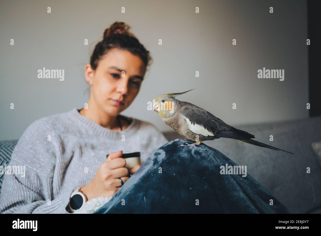 Smiling cockatiel hi-res stock photography and images - Alamy