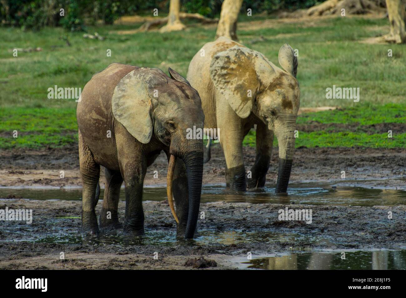 African forest elephants (Loxodonta cyclotis) at Dzanga Bai, Unesco ...