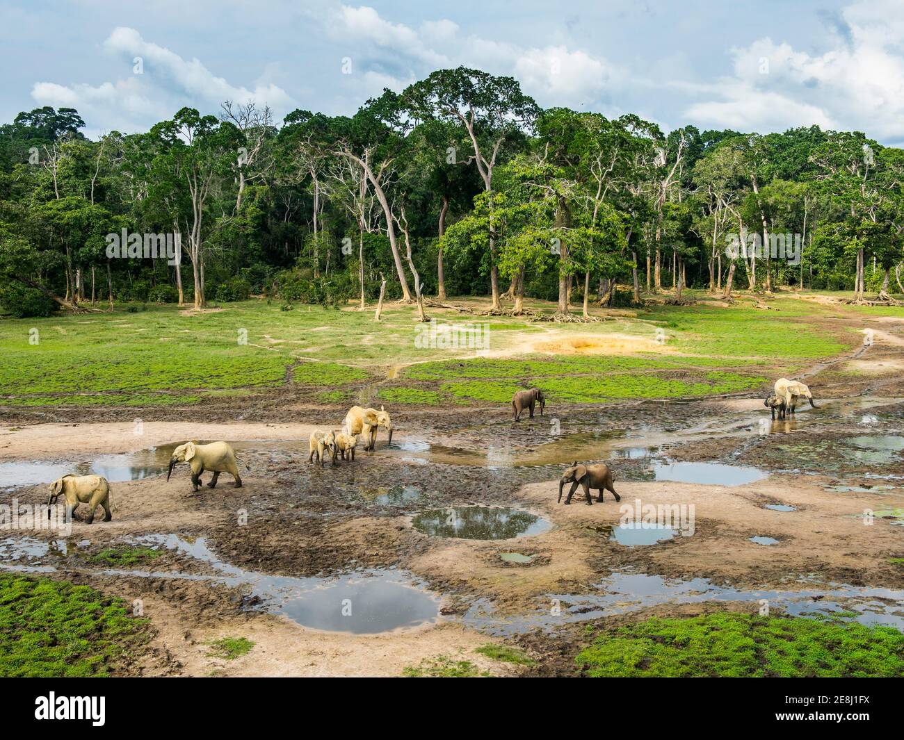 African forest elephants (Loxodonta cyclotis) at Dzanga Bai, Unesco ...
