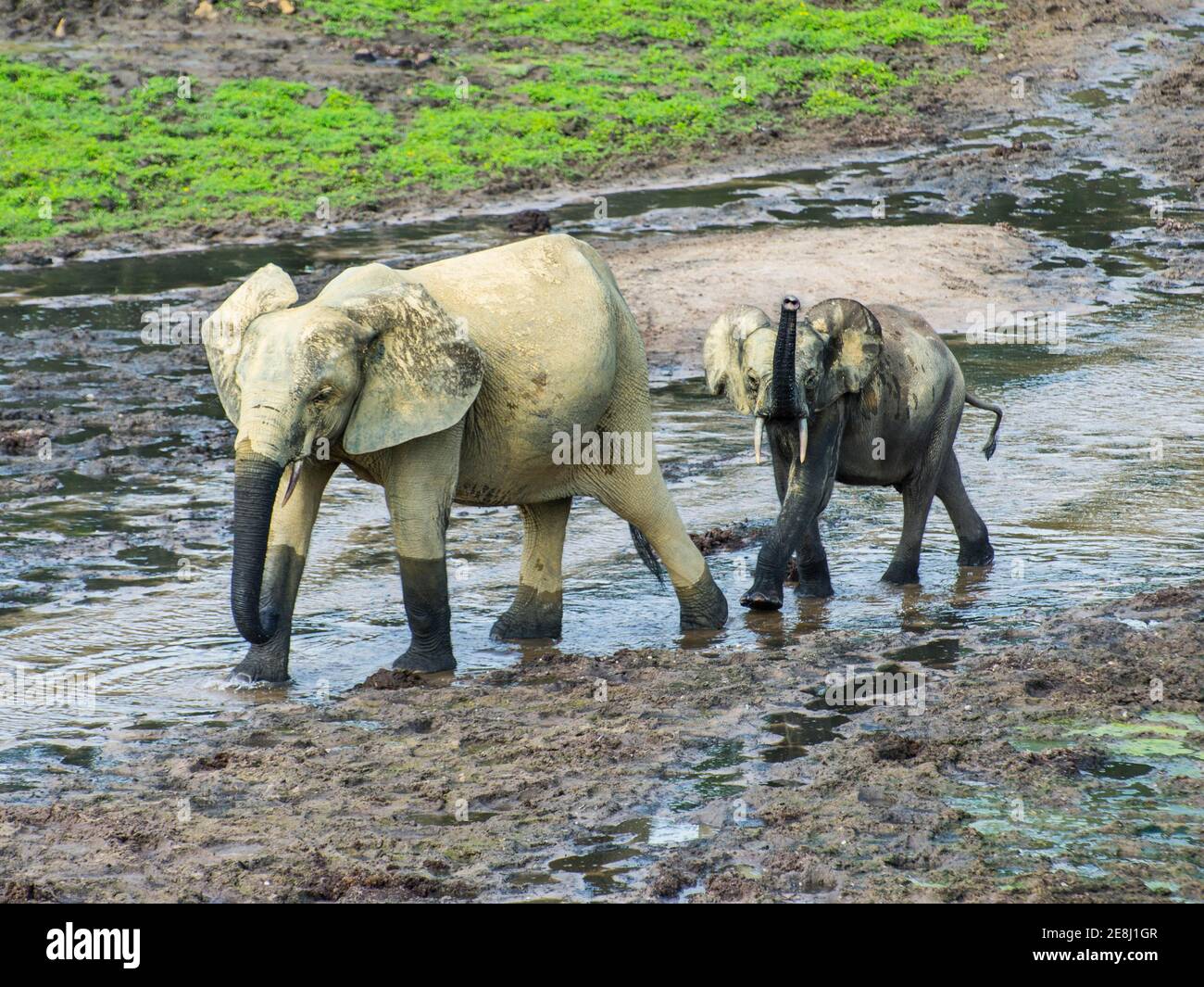 African forest elephants (Loxodonta cyclotis) at Dzanga Bai, Unesco ...