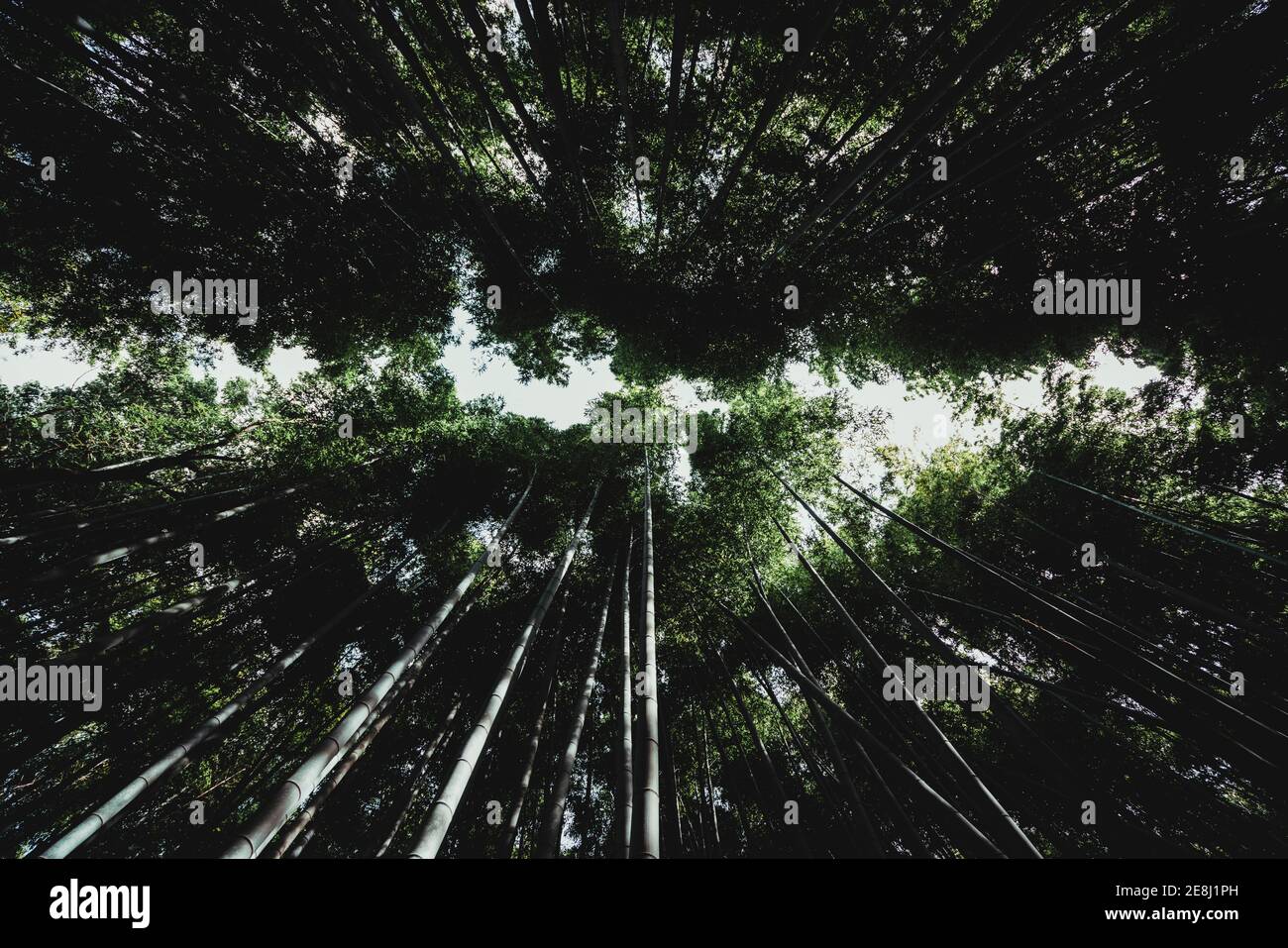 Amazing shot trees from below hi-res stock photography and images - Alamy