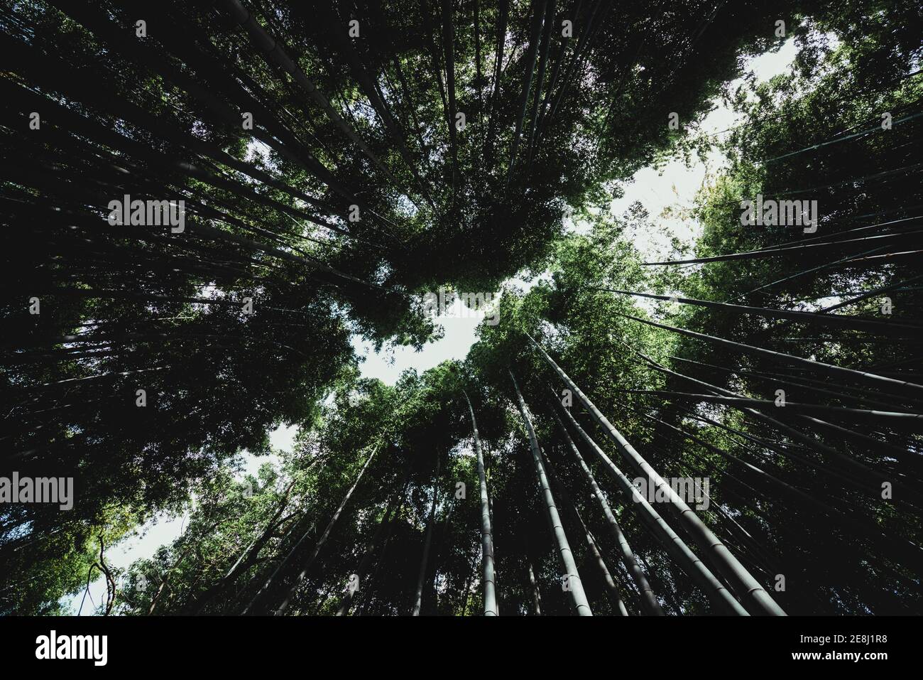 From below shot of majestic tall trees growing in amazing forest in ...