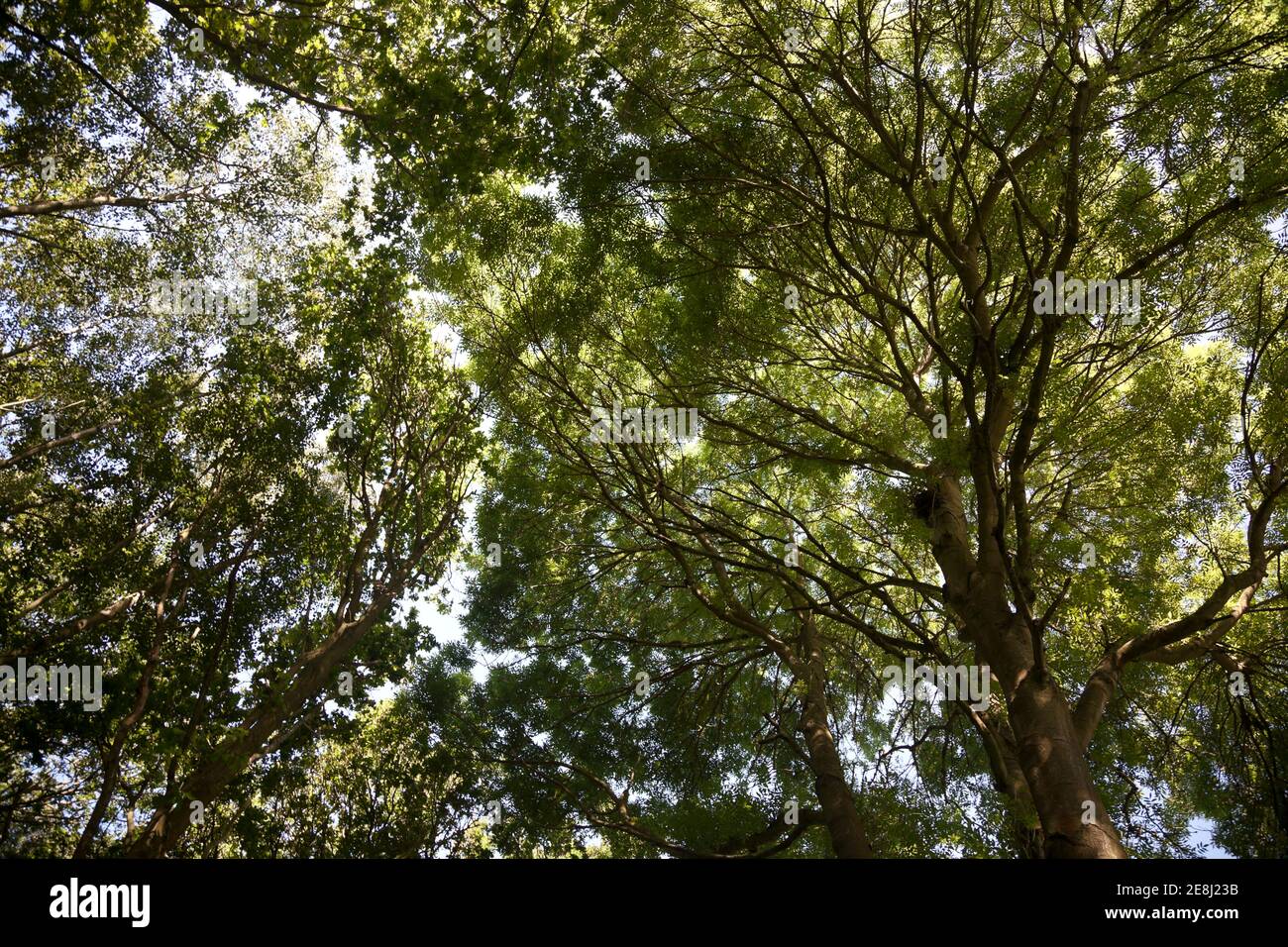 A pale-blue summer sky high above a sunlit dappled birch wood canopy ...
