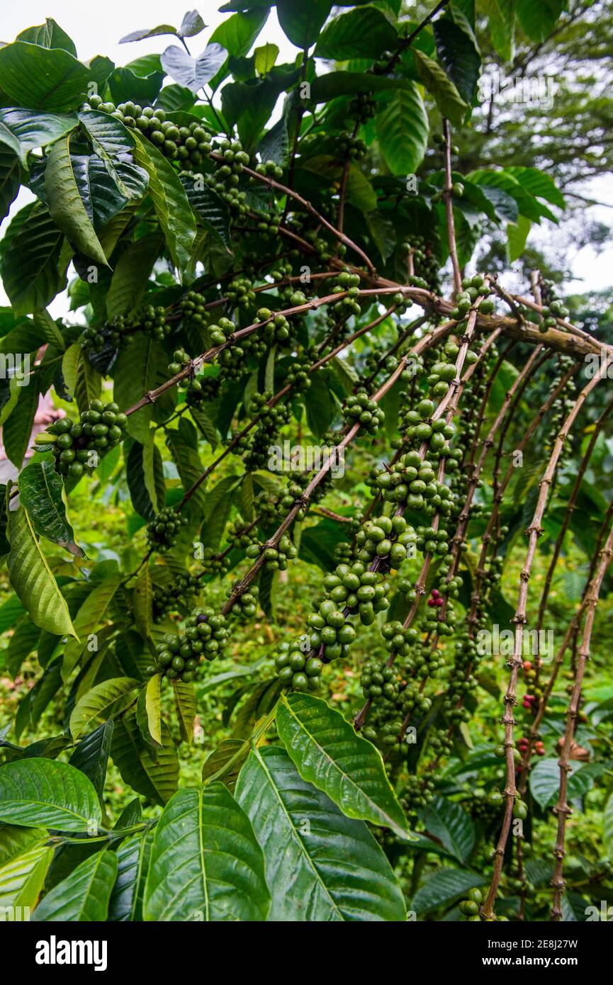 Close up of coffee beans (Rubiaceae) on a coffee plantation in the ...