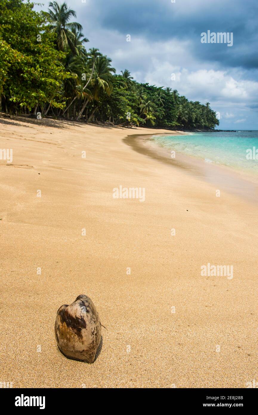Coconut on Banana beach, Unesco biosphere reserve, Principe, Sao Tome ...