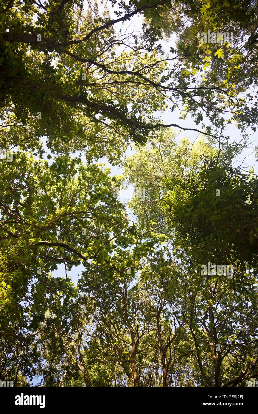 A pale-blue summer sky high above a sunlit dappled birch wood canopy ...