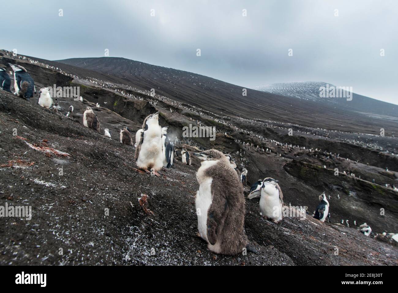 South sandwich islands hi-res stock photography and images - Alamy