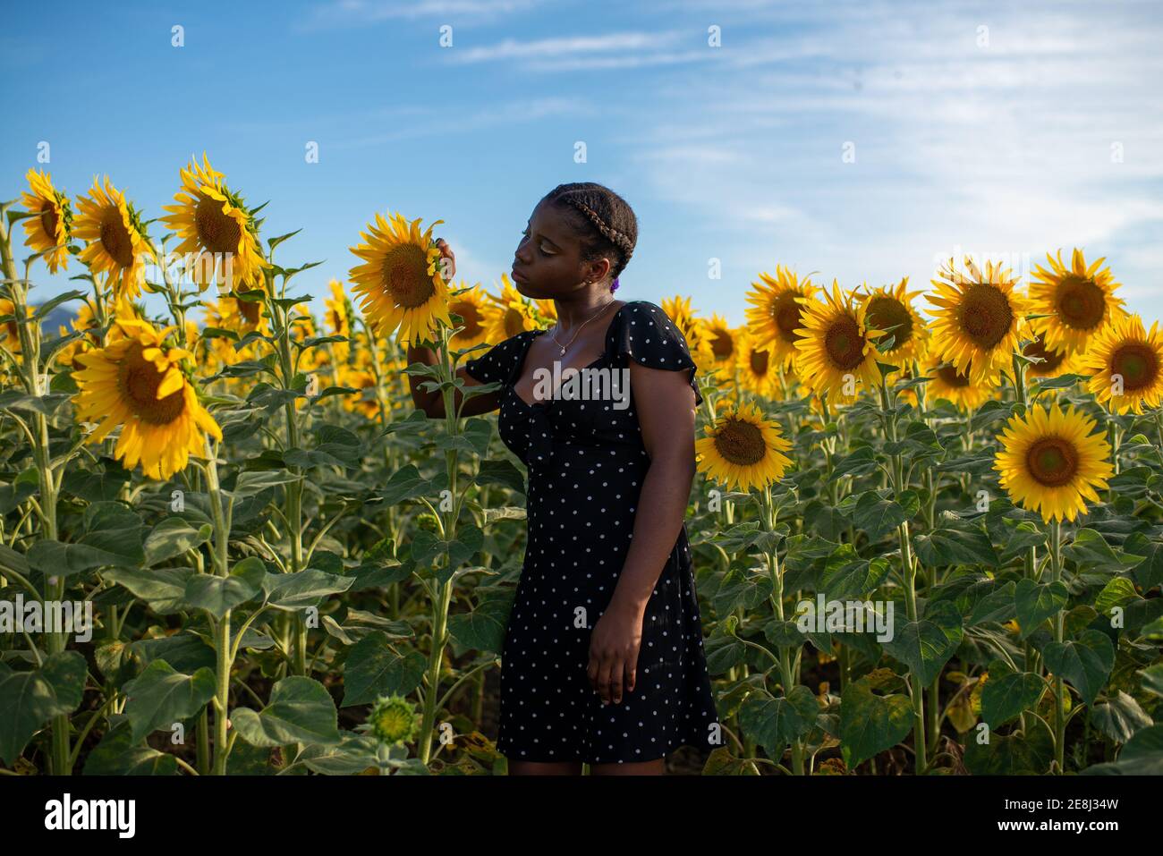 African american woman in sunflower hi-res stock photography and images ...