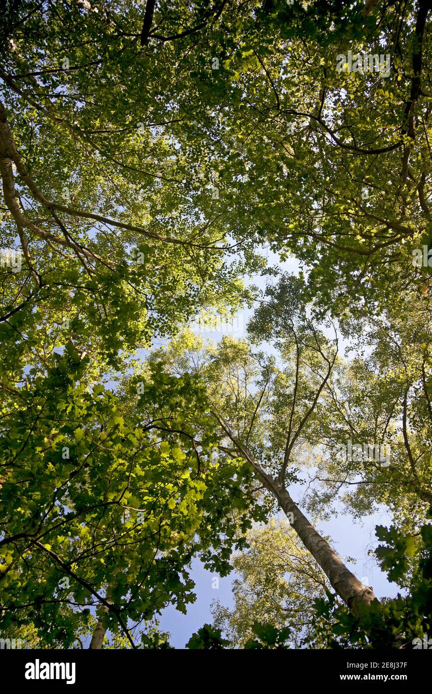 Mature spreading oak tree hi-res stock photography and images - Alamy
