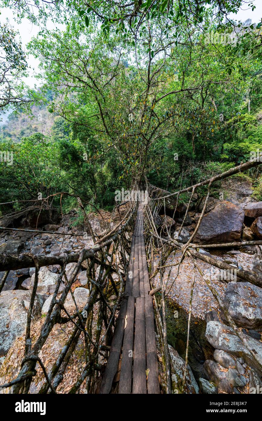 Living Root Bridge, Sohra or Cherrapunjee, Meghalaya, India Stock Photo ...