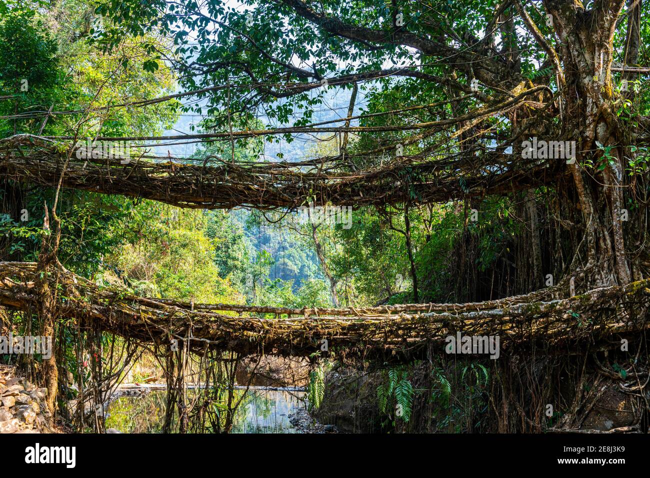 Double Decker Living Root Bridge, Sohra or Cherrapunjee, Meghalaya ...