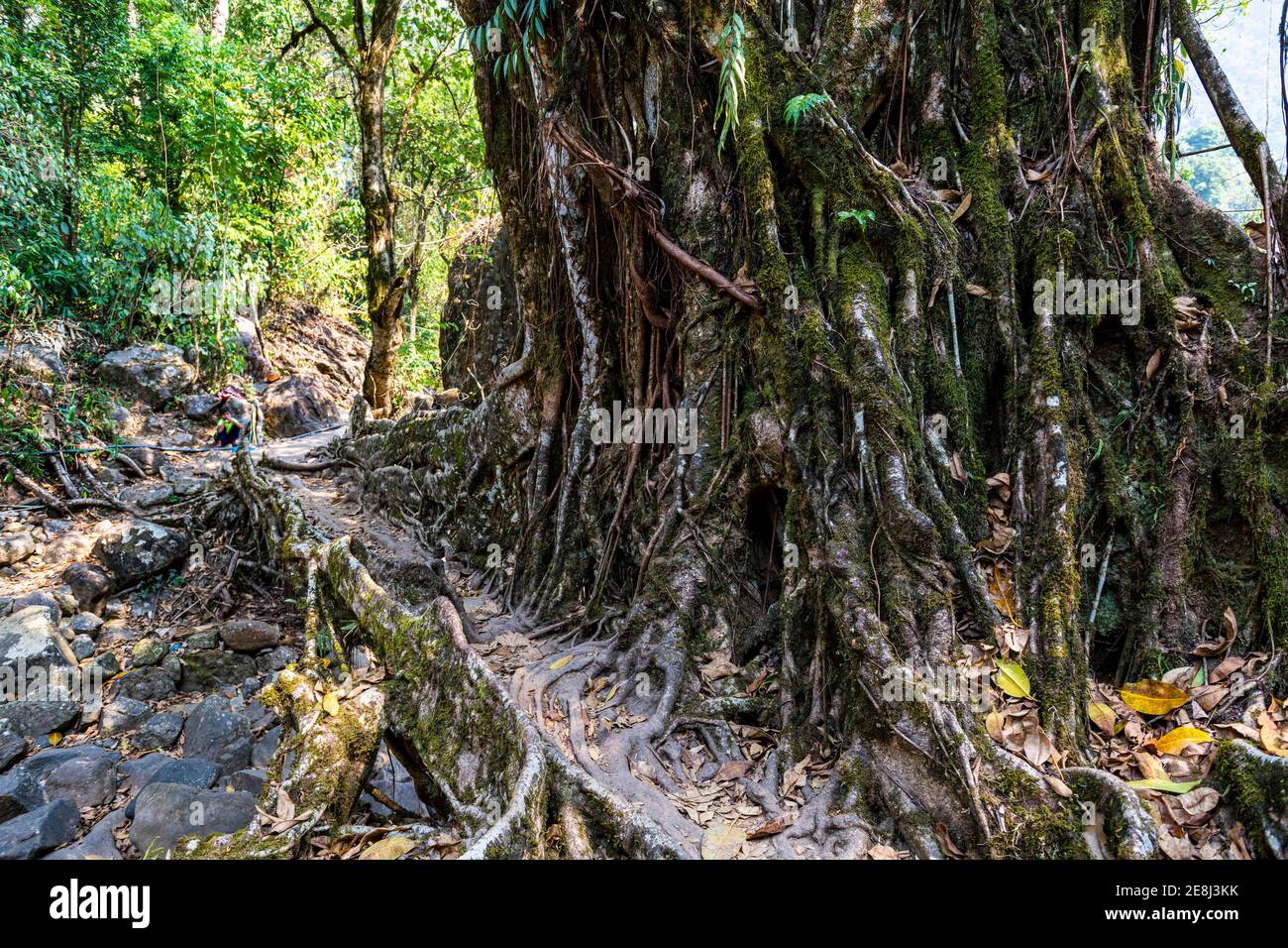 Tree Roots, Sohra or Cherrapunjee, Meghalaya, India Stock Photo - Alamy