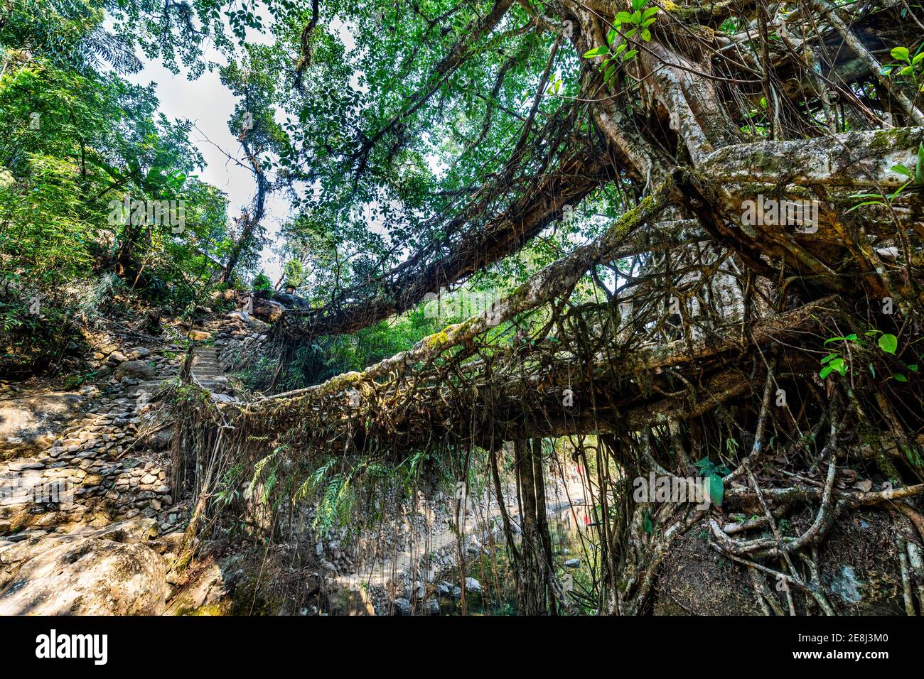 Double Decker Living Root Bridge, Sohra or Cherrapunjee, Meghalaya ...