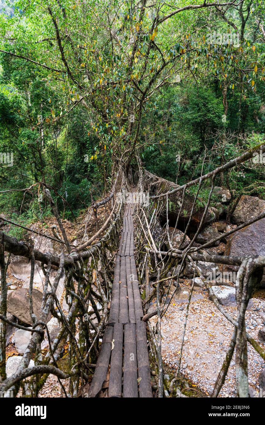 Living Root Bridge, Sohra or Cherrapunjee, Meghalaya, India Stock Photo ...
