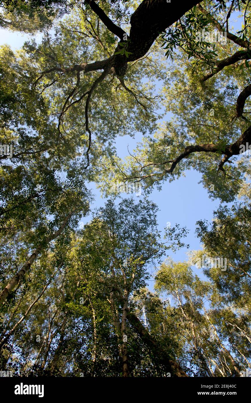 A clear-blue summer sky high above a sunlit dappled birch wood canopy ...