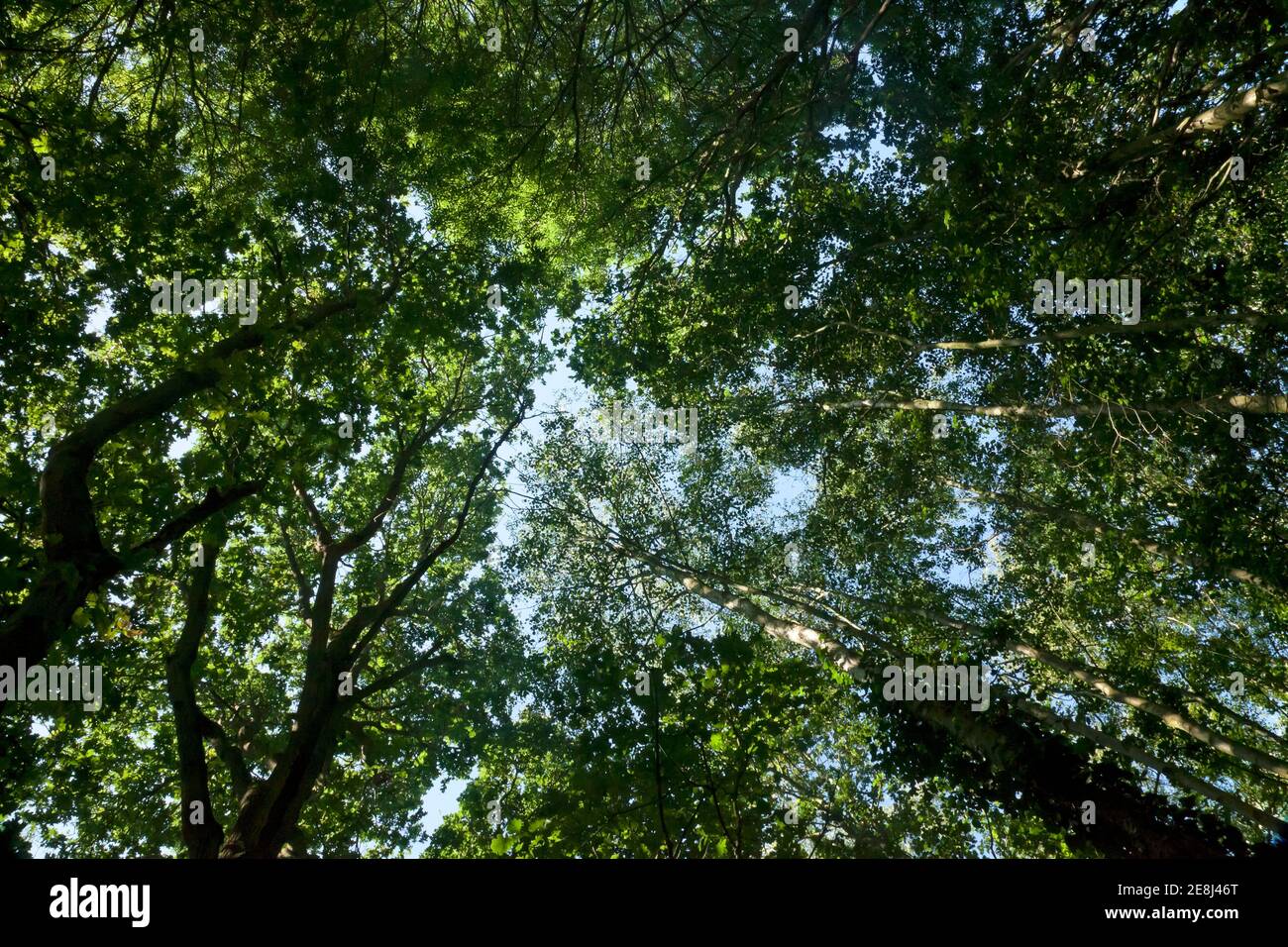 A pale-blue summer sky high above a sunlit dappled birch wood canopy ...
