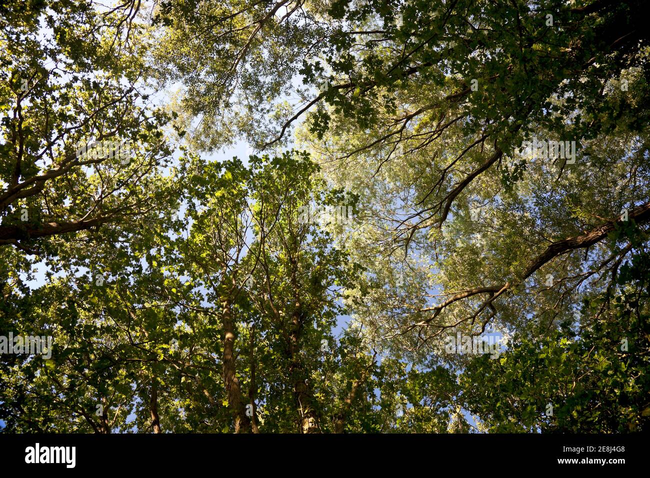 Mature spreading oak tree hi-res stock photography and images - Alamy