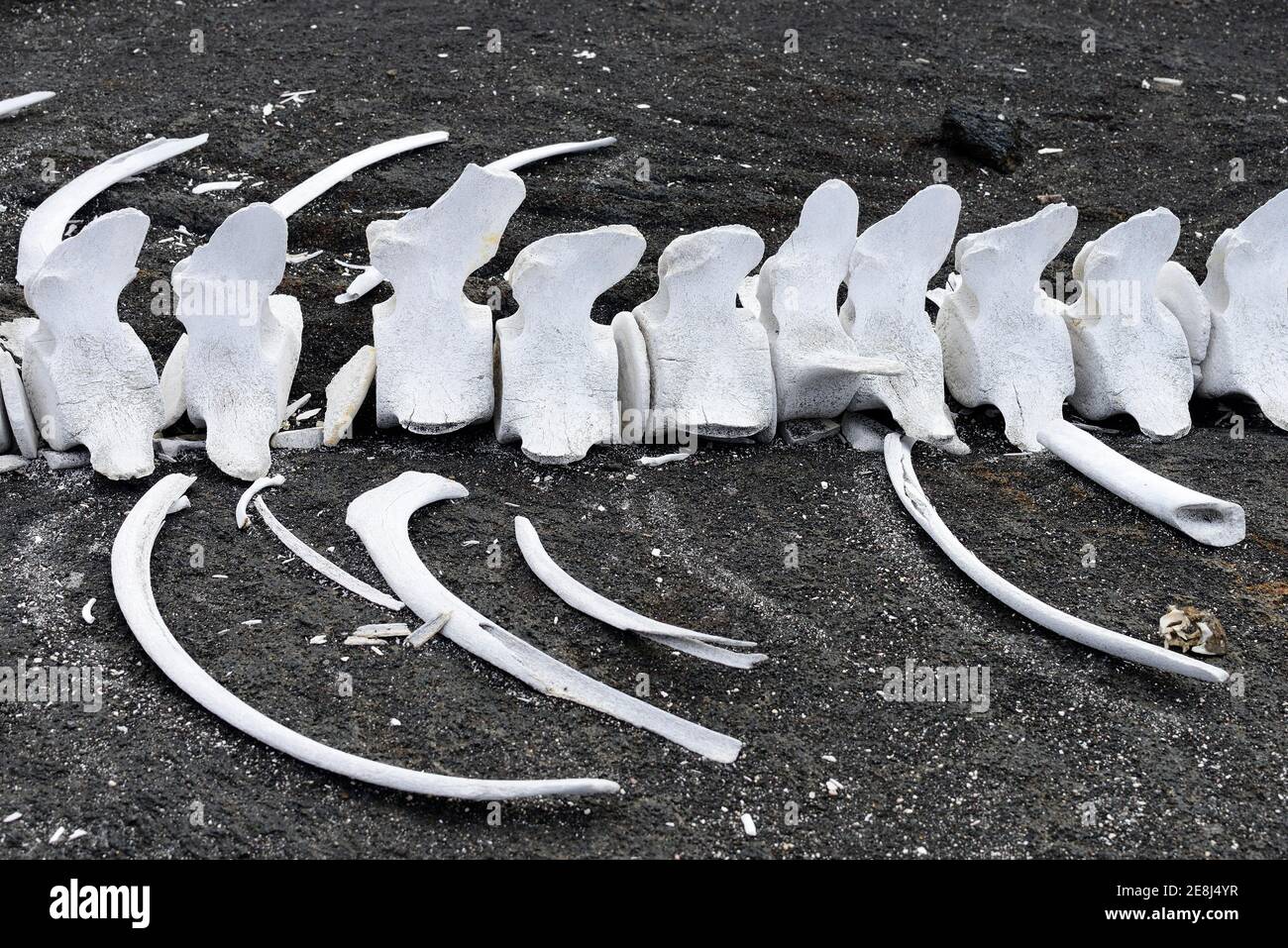 Whale bones, ribs and vertebrae, on the beach, Fernandina Island ...