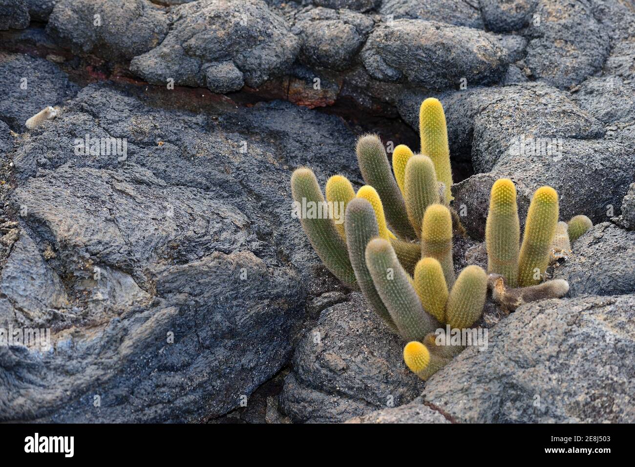 Lava cactus (Brachycereus nesioticus), Fernandina Island, Galapagos ...