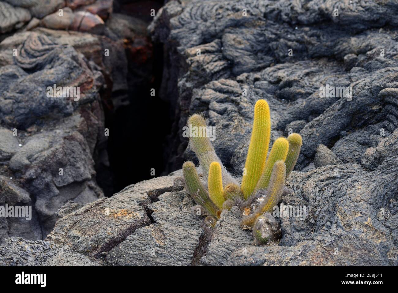 Lava cactus (Brachycereus nesioticus), Fernandina Island, Galapagos ...