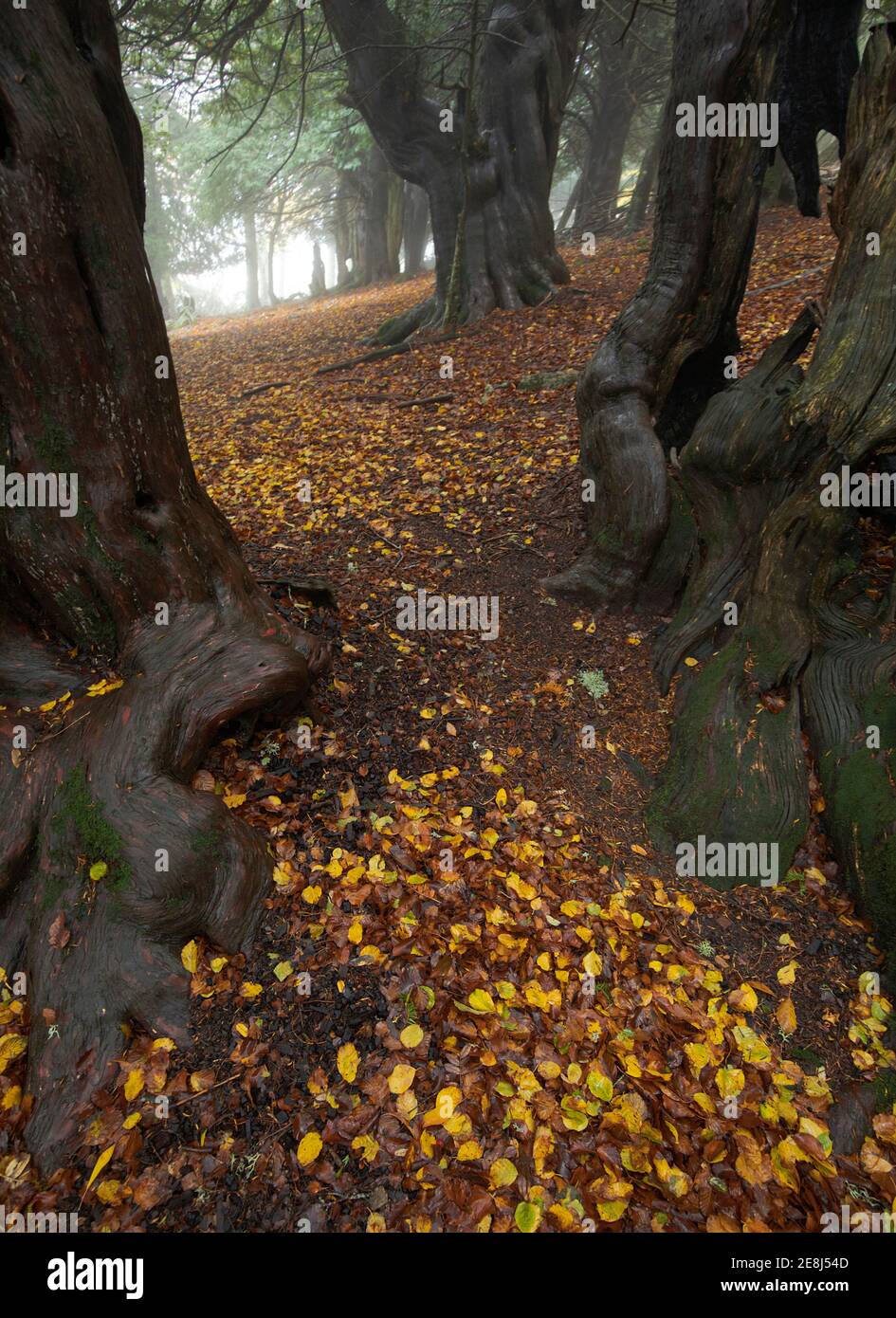 Thick root hi-res stock photography and images - Alamy