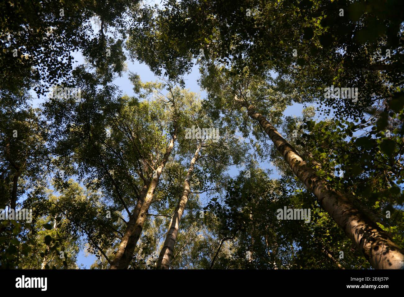 A clear-blue summer sky high above a sunlit dappled birch wood canopy ...