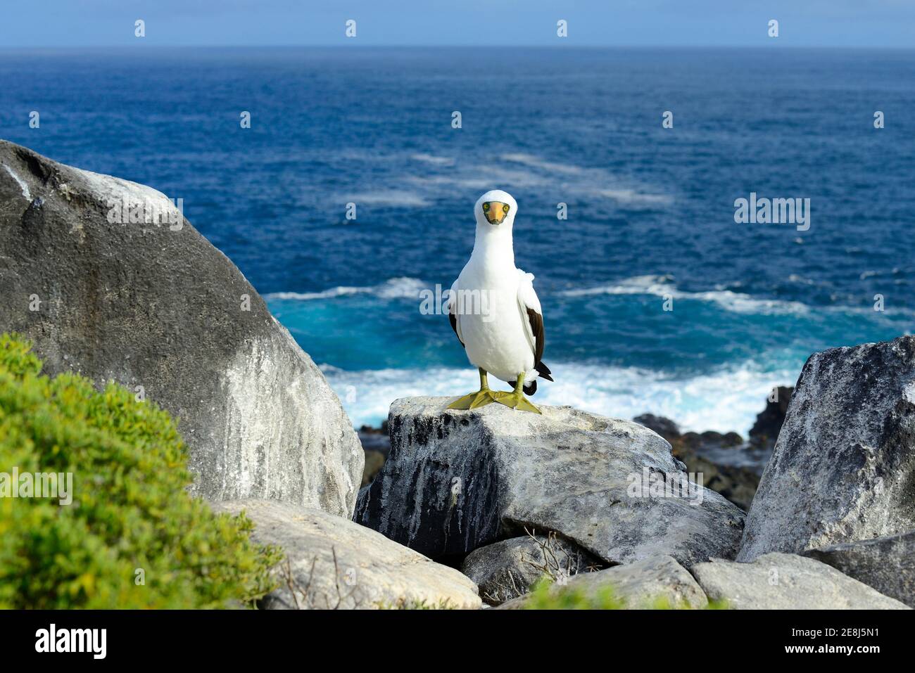 Nazca Booby (Sula granti) on lava rocks, Punta Suarez, Espanola Island ...