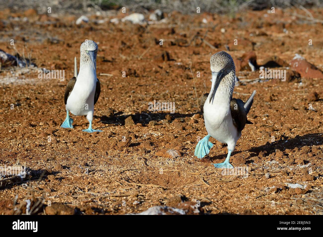 Courting Blue Footed Boobies Sula Nebouxii Dancing Seymour Norte