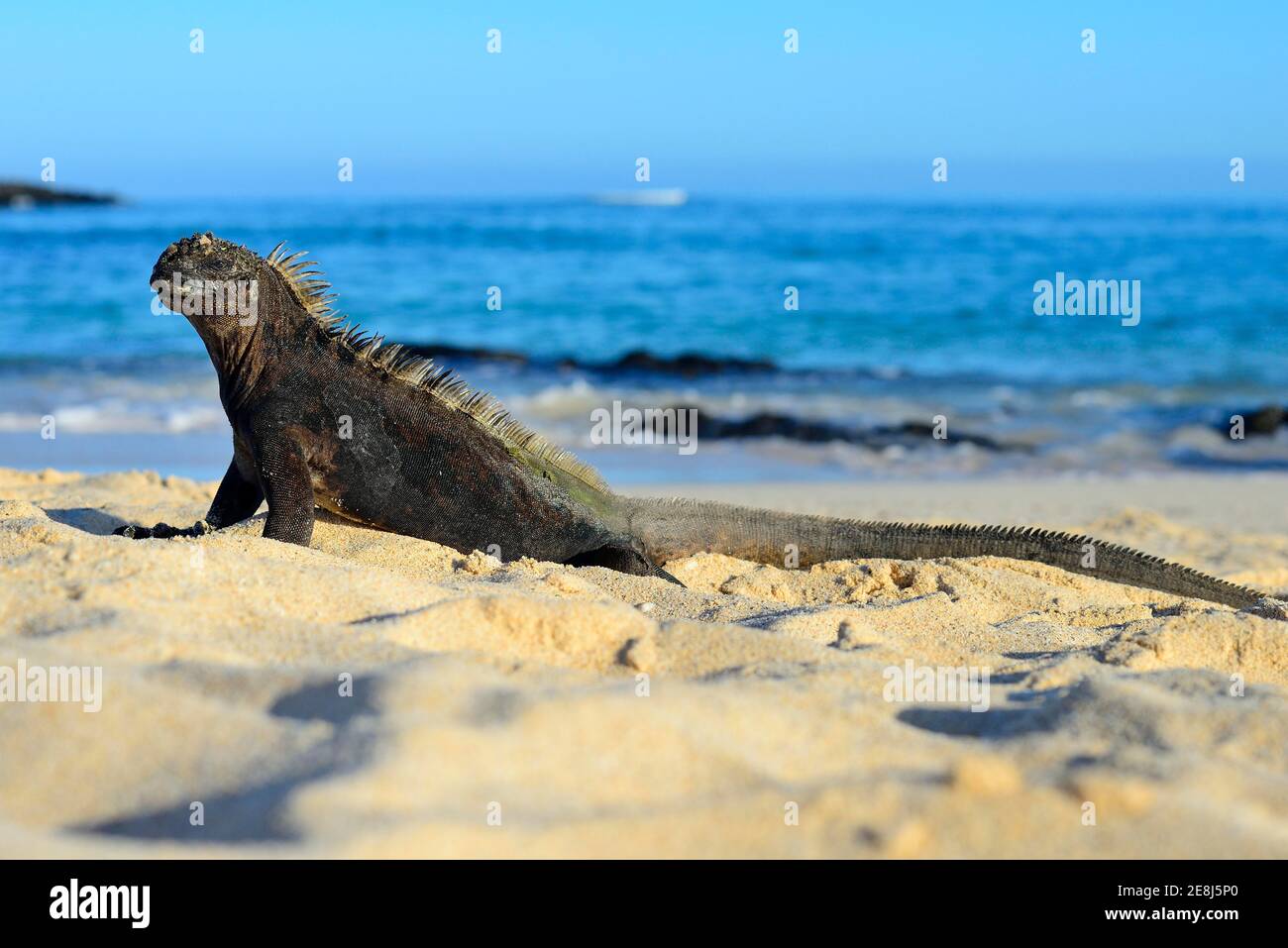 Marine iguana (Amblyrhynchus cristatus), Iguana, on the sandy beach ...