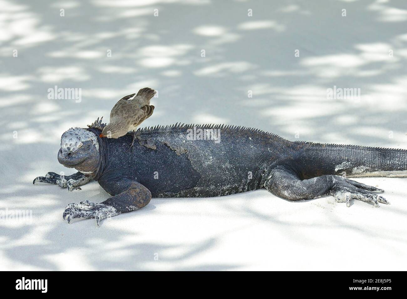 Darwin finch or Galapagos finch (Geospizini) sitting on a sea lizard ...