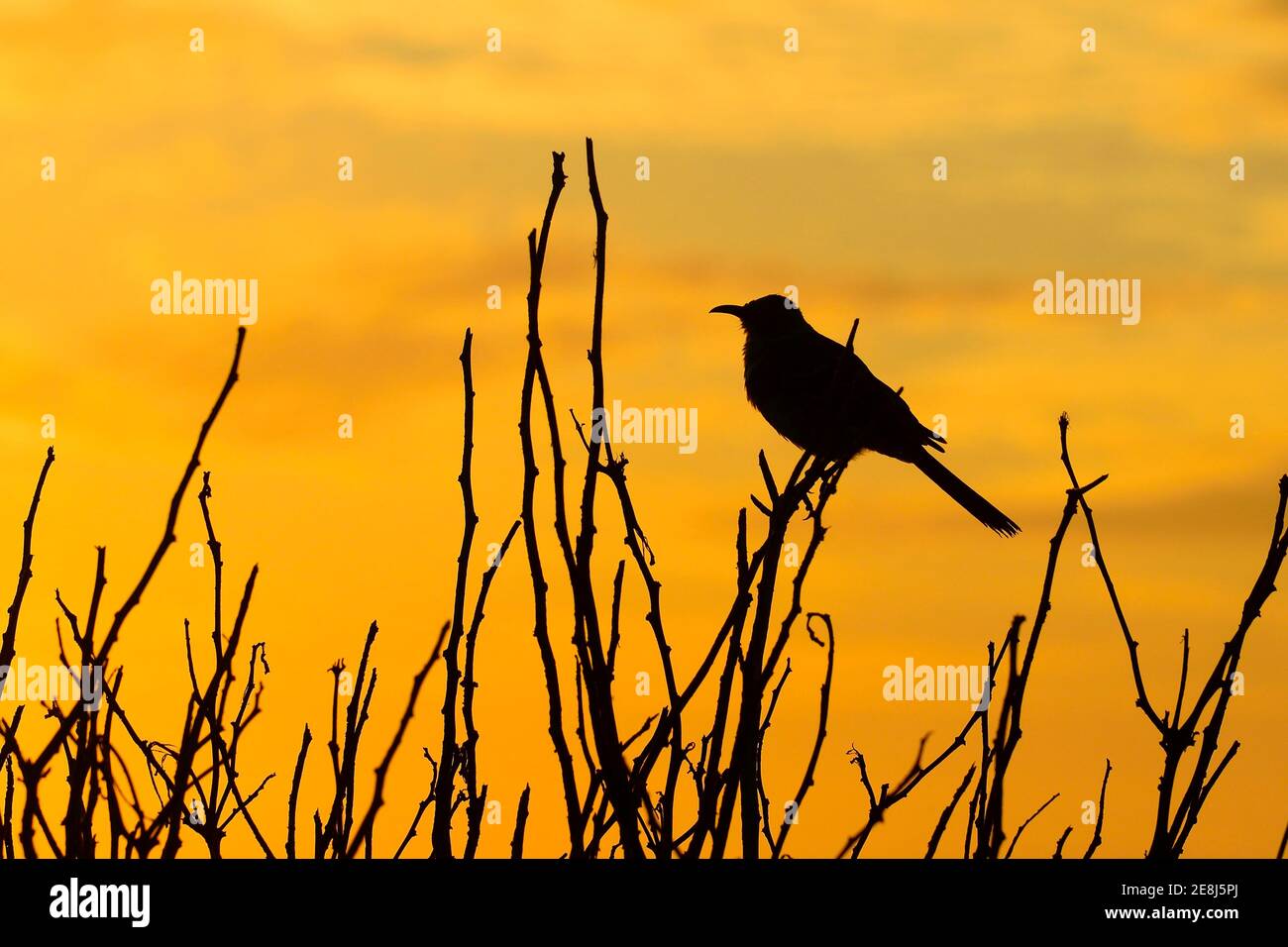 Galapagos mockingbird (Nesomimus parvulus) at sunset, Punta Suarez ...