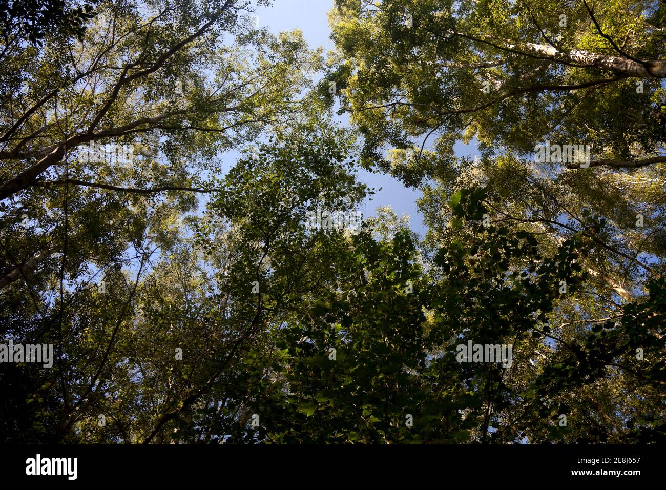 Mature spreading oak tree hi-res stock photography and images - Alamy