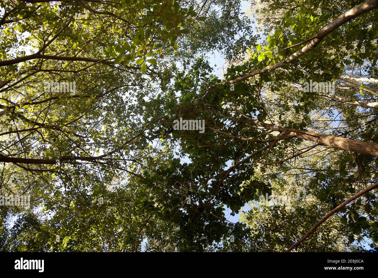 Mature spreading oak tree hi-res stock photography and images - Alamy